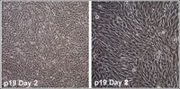 O9-1 Mouse Cranial Neural Crest Cell Line | SCC049
